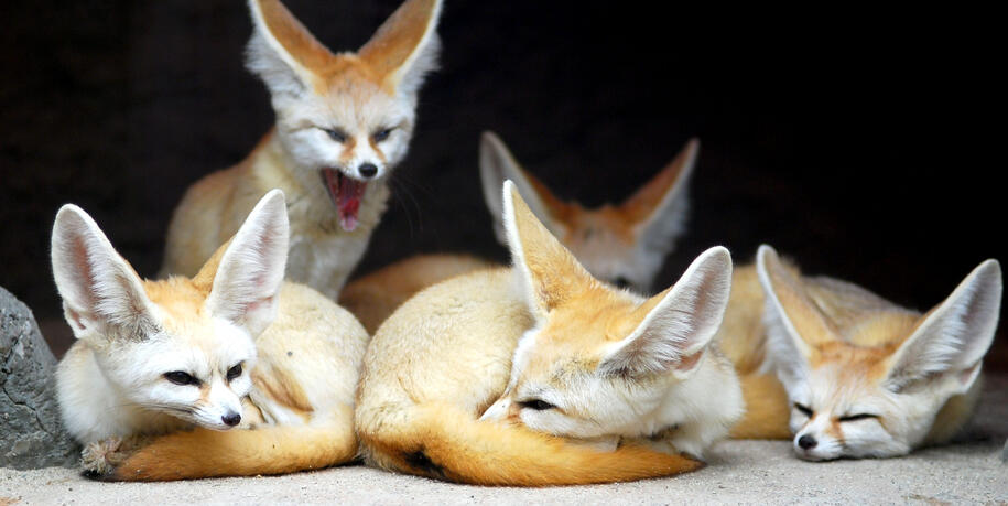 FennecSways Portfolio